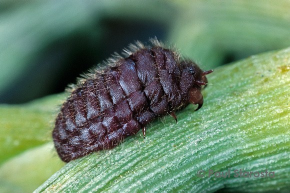 Grażyna Bastek. Galeria Osobliwości » Czerwiec polski (polska koszenila)